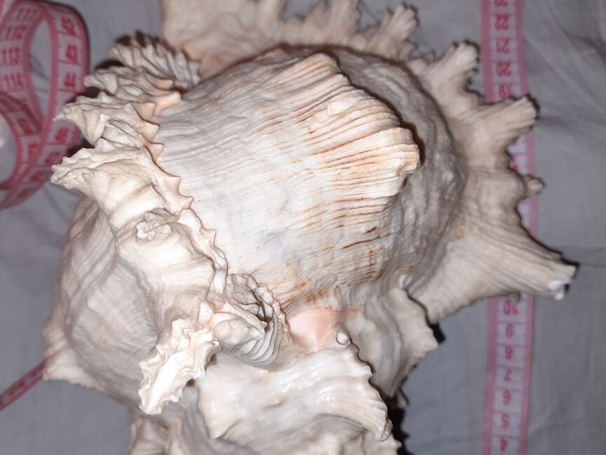 Ракушка Мурекс ветвистый 25 см