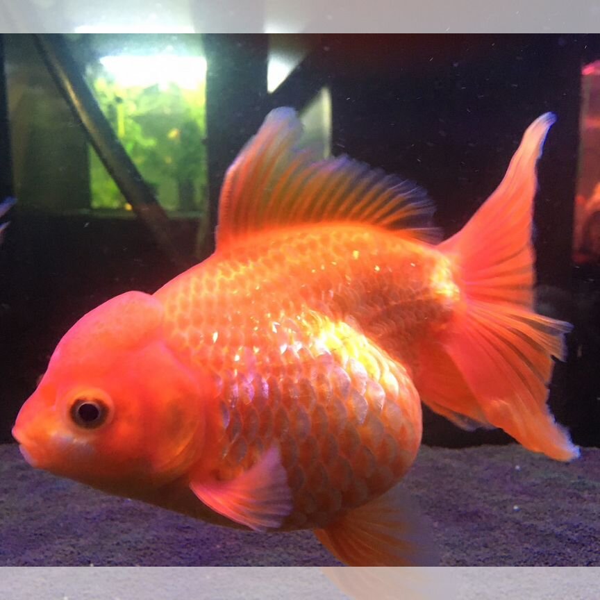 Золотая рыбка Тайская Оранда