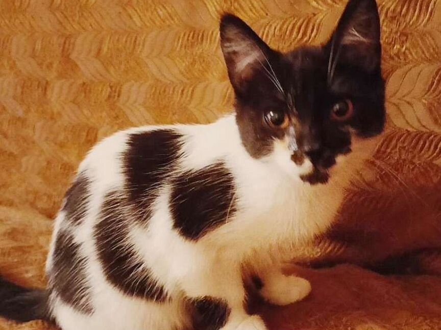 Котёнок 3месяца Туся