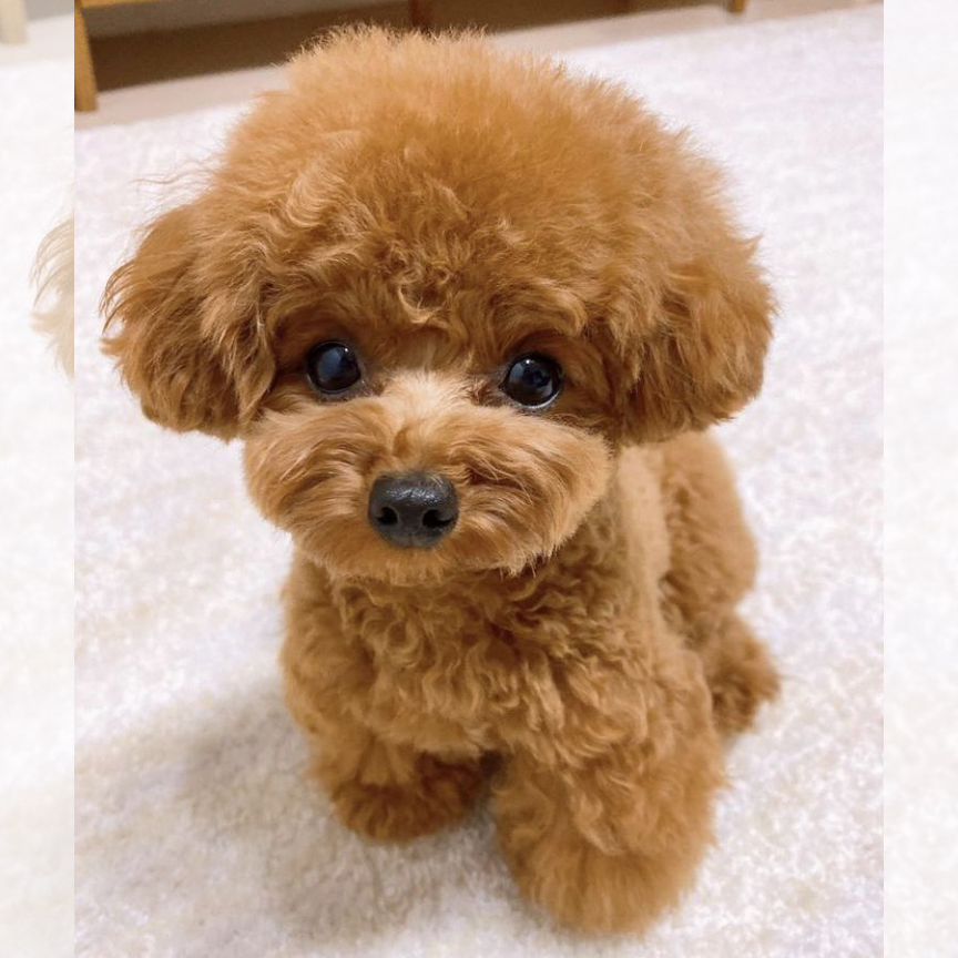 Той-пудель, щенок