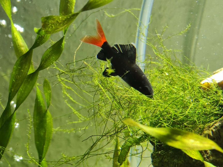 Двухцветный лабео