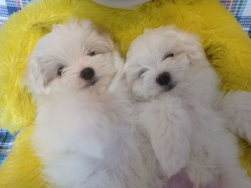 Щенок мальтезе мини