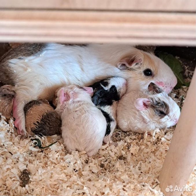 Морские свинки скинни,калифорния, ген скинни