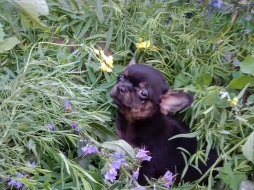 Чихуахуа щенята