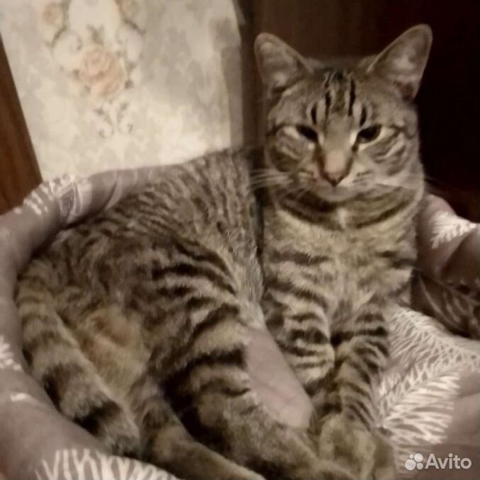 Лопоухий Борис