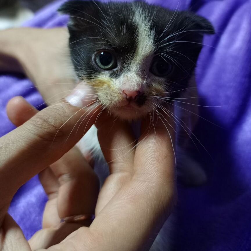 Британские котята