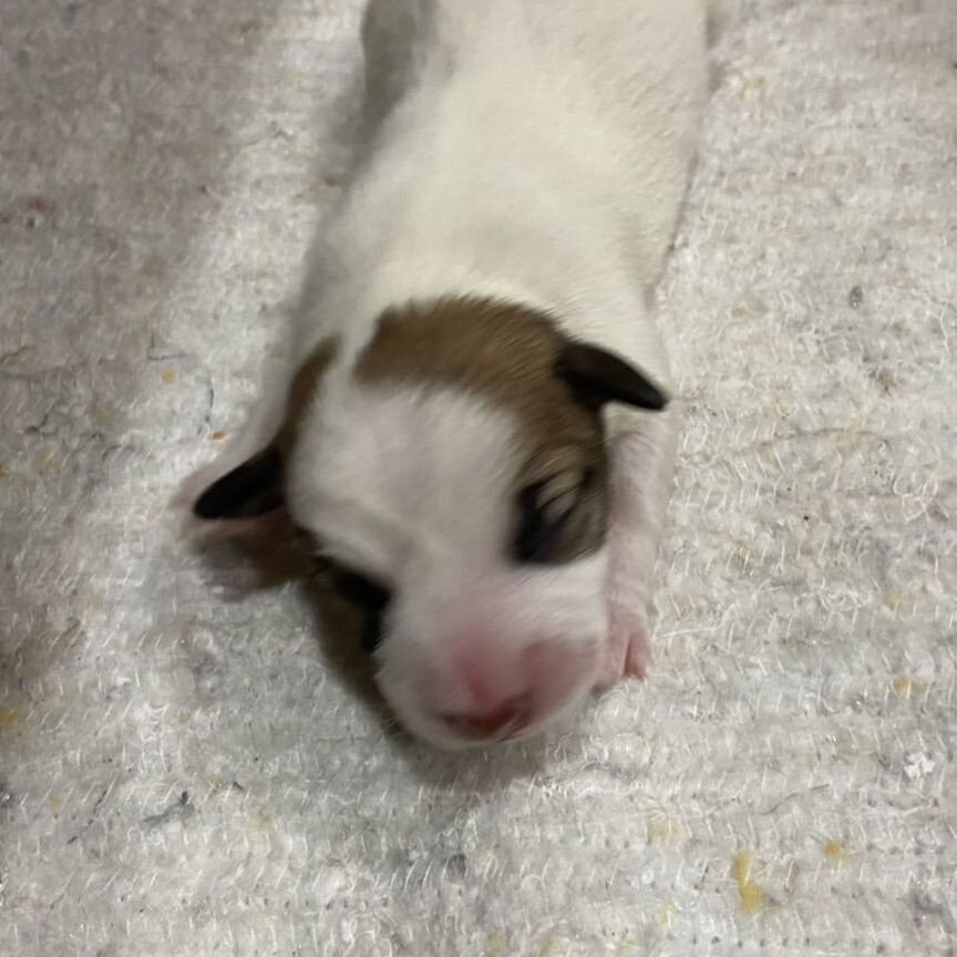 Продажа щенков Джек Рассел