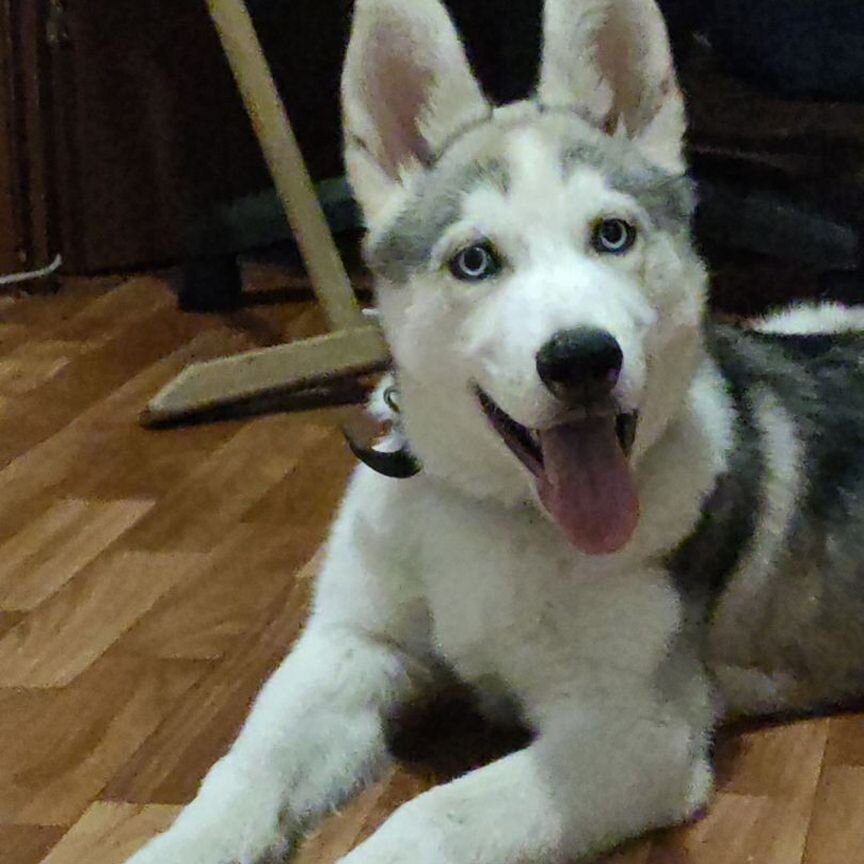 Сибирский хаски