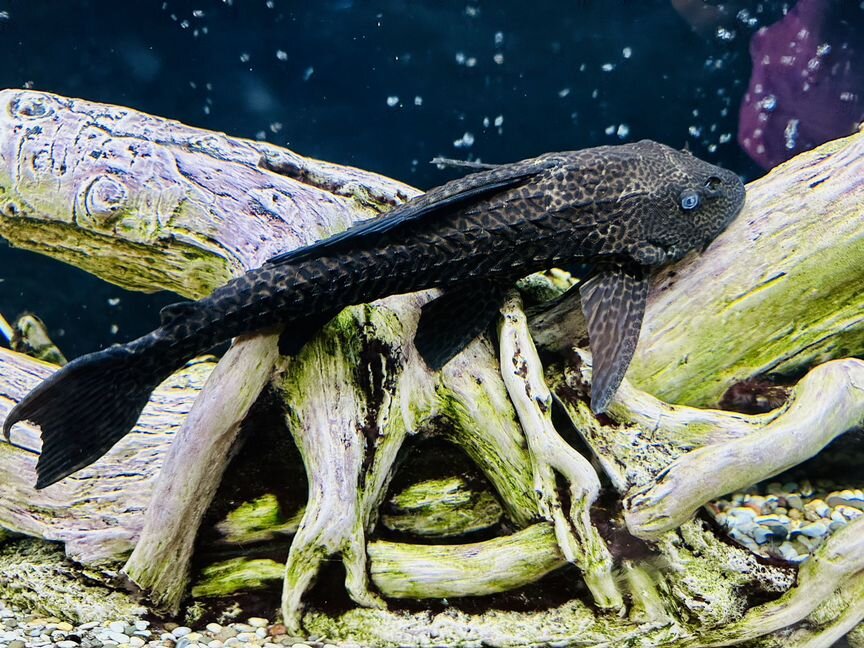 Сом парчовый (птеригоплихт)