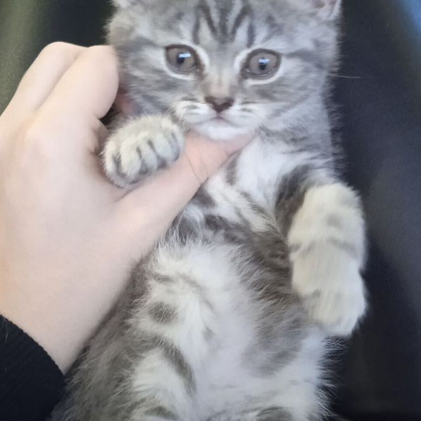 Шотландские котята