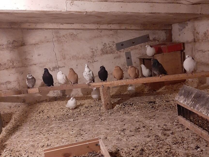 Голуби.типлеры.22шт