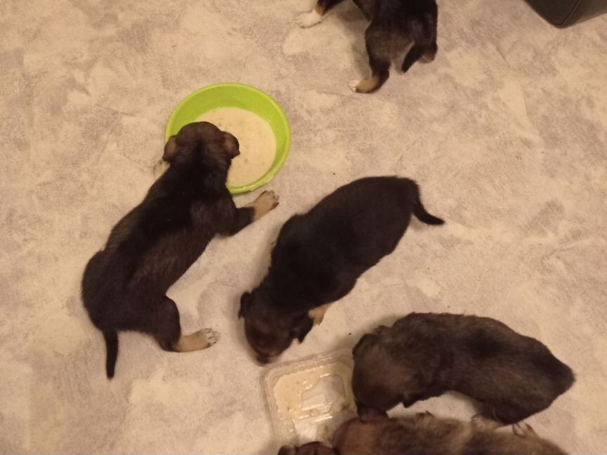 Собака в добрые руки отдам бесплатно щенки