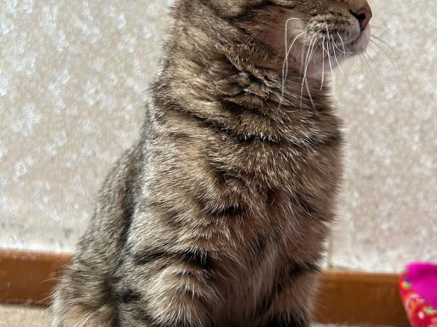 Отдадим котика в хорошие руки