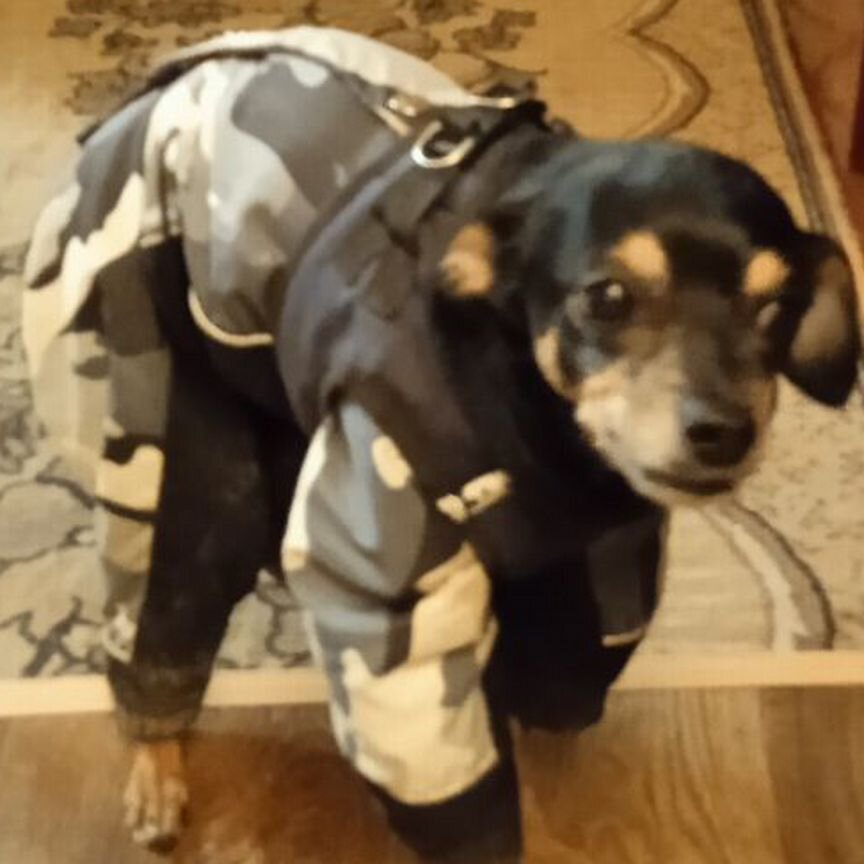 Русский той-терьер, взрослый пёс