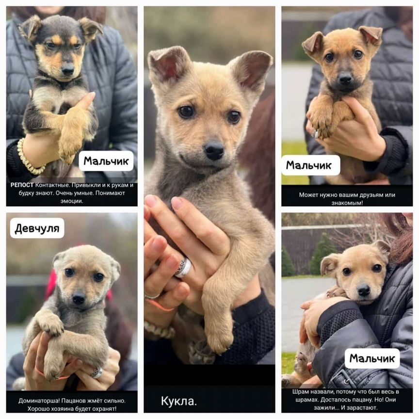 Небольшие щенки (будут пониже колена) ищут хозяев