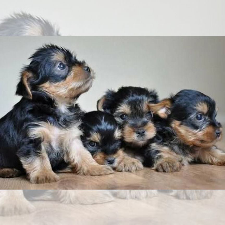 Йоркширский терьер, щенок