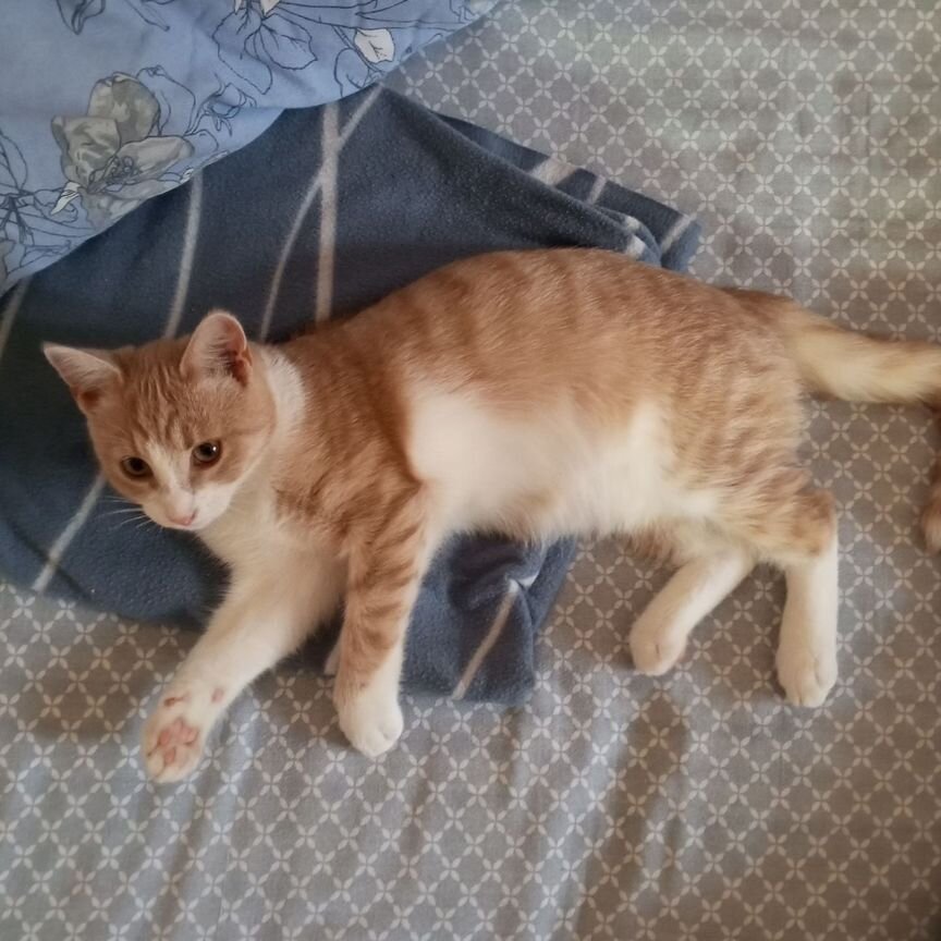 Кремовый котёнок ищет дом