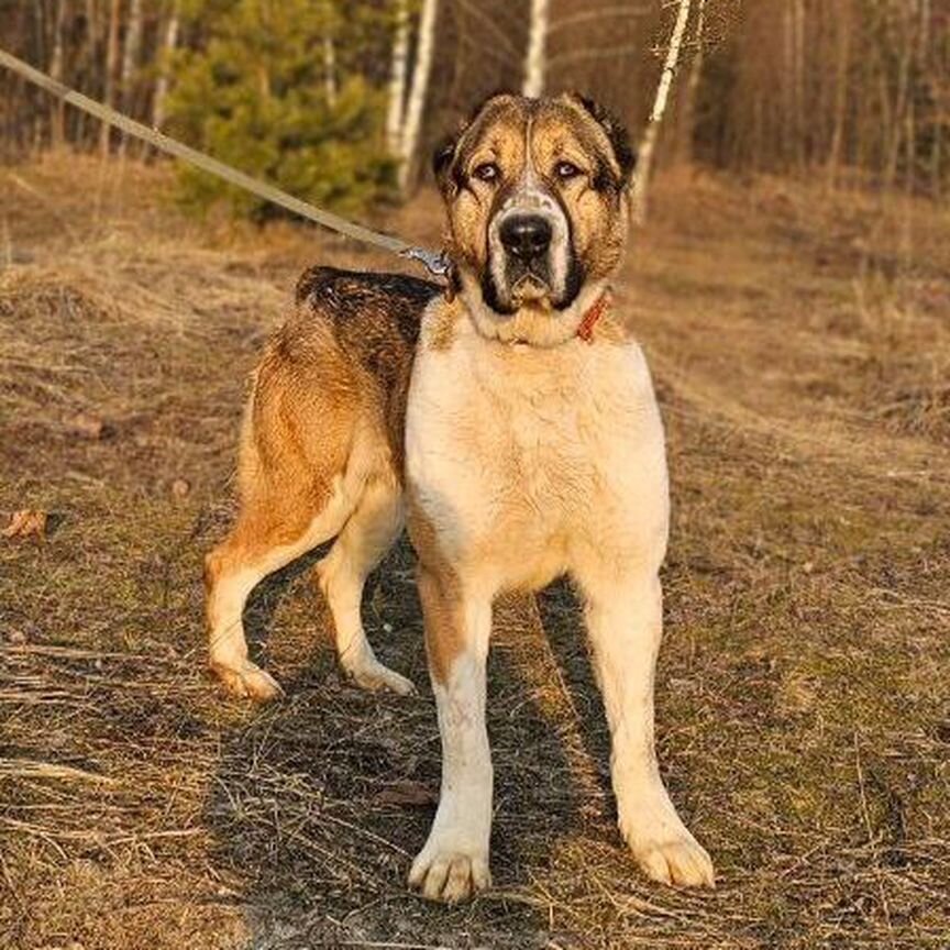 Нежная девочка Алабаечка 2 года в добрые руки