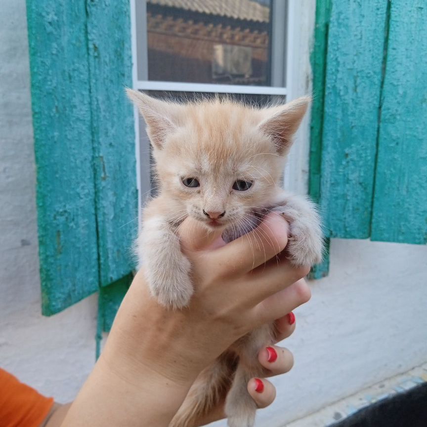 Котята в добрые руки