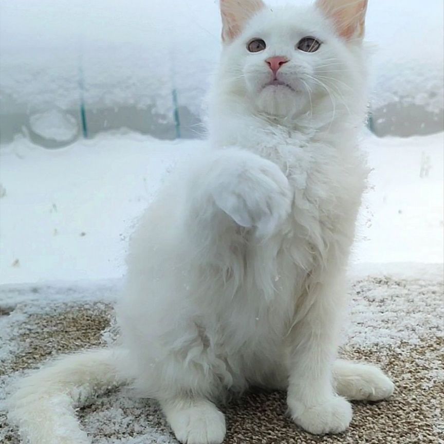 Шикарный беляшик