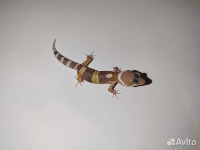 Самец эублефар