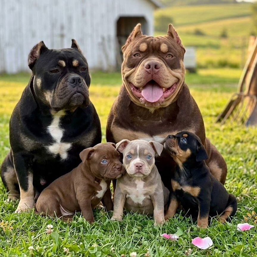 Американский булли, щенок