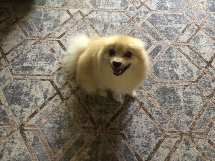 Немецкий шпиц