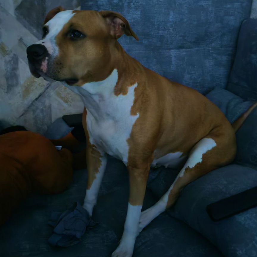 Американский питбультерьер, взрослая собака