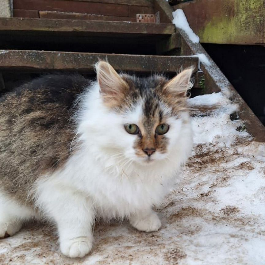 Кошечка