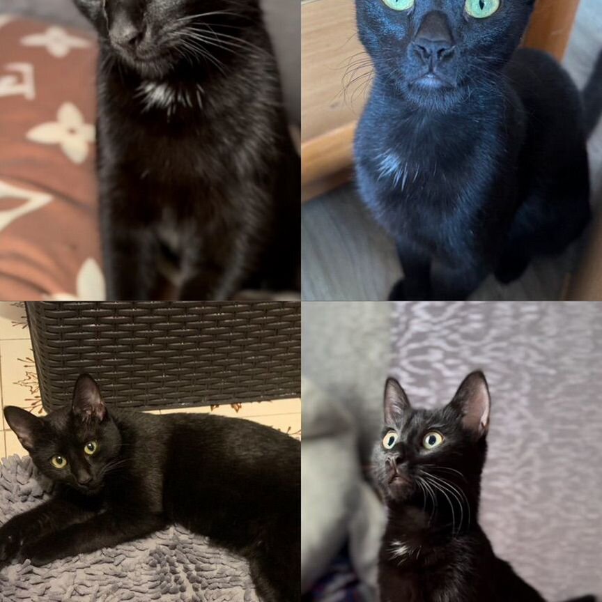 Кошка в дар ориентал