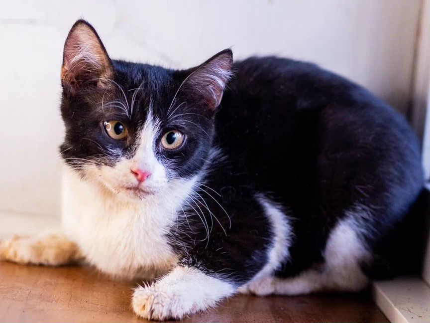 Котенок косоглазик