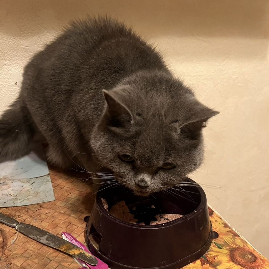 Шотландский кот