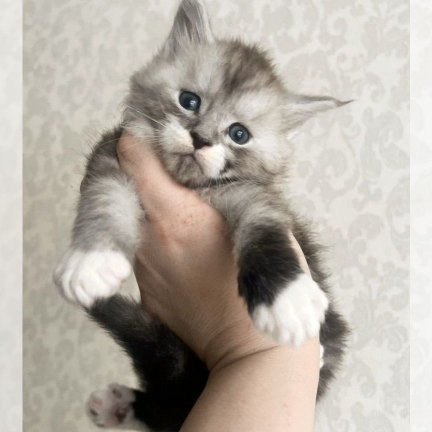 Котята мейкун