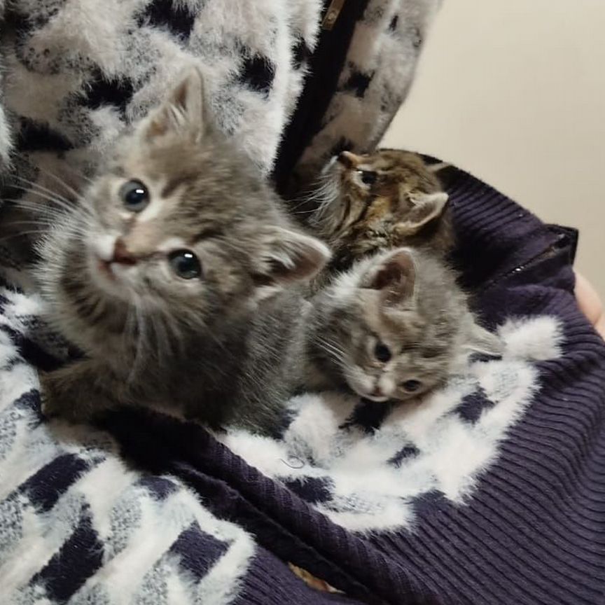 Котёнок в добрые руки