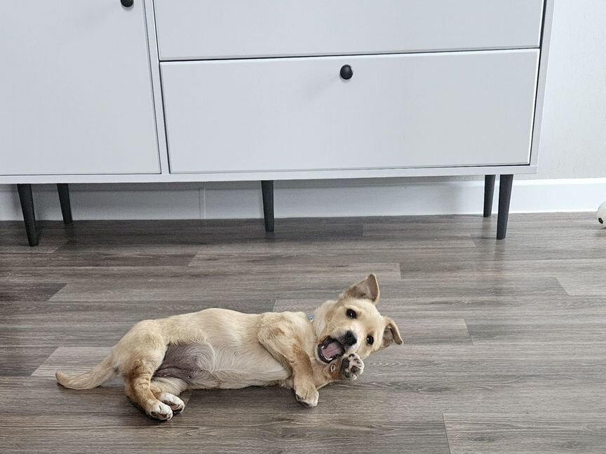 Щенок в дар