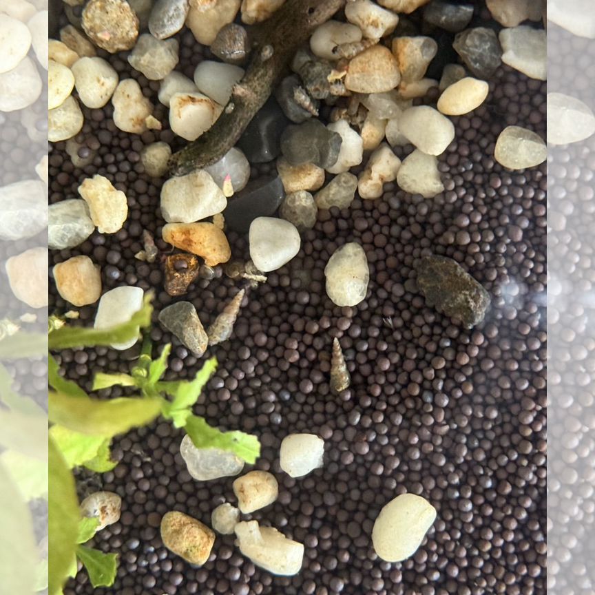 Улитки Милании и Ампулярия бесплатно