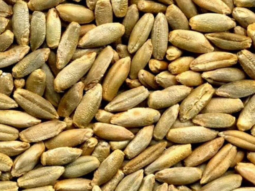 Зерно рожь, пшеница подробнее по телефону