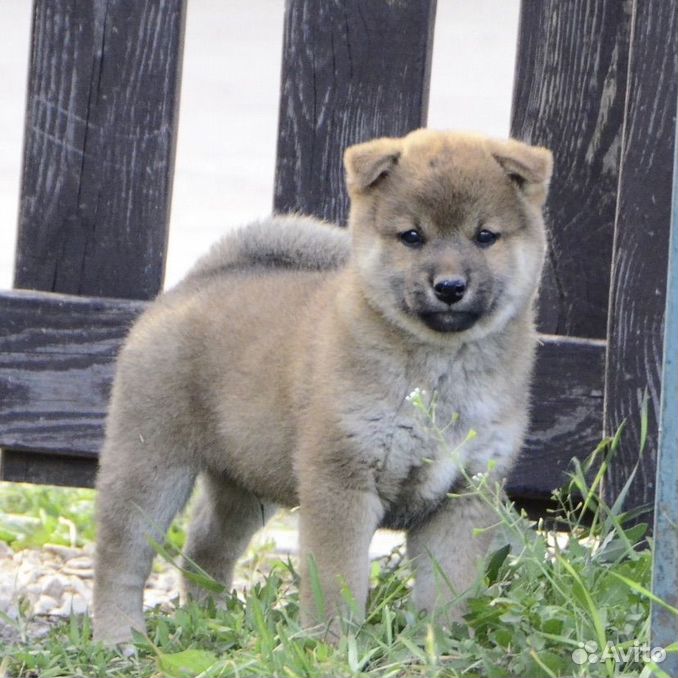 Сиба ину яркий мандарин