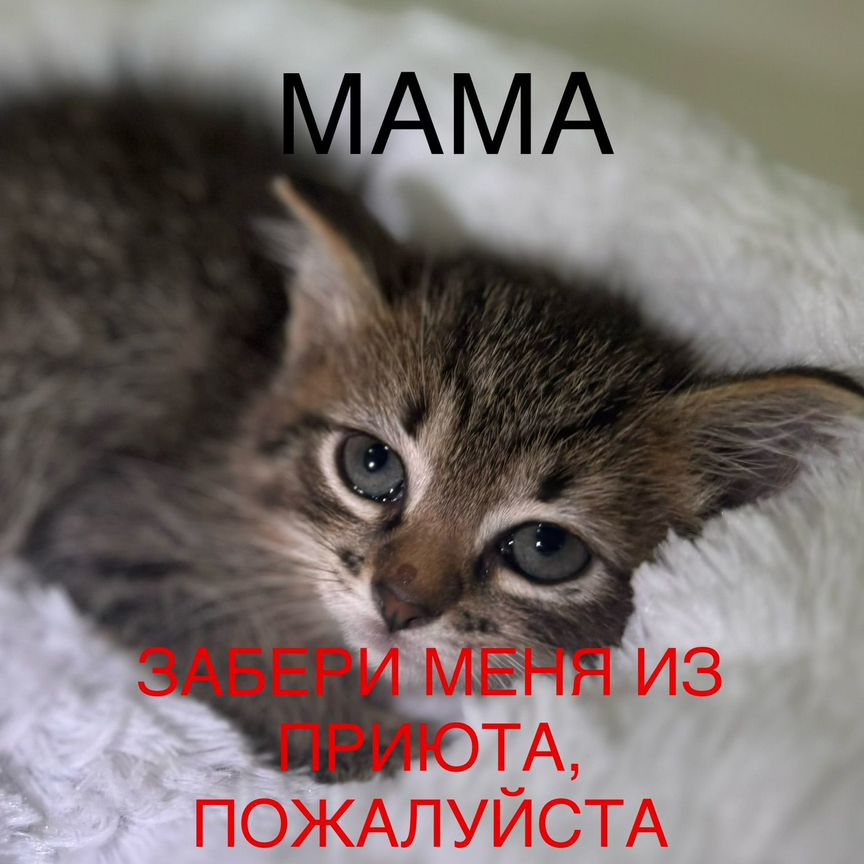 Котята бенальская плачут в приюте