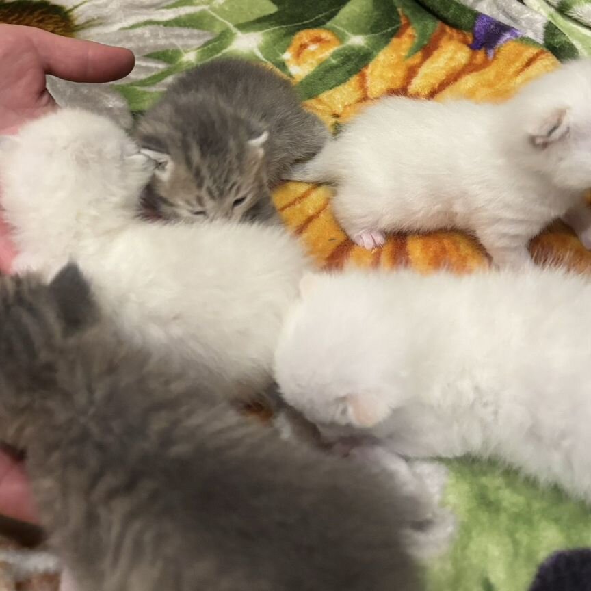 Котята шотландцы вислоухие