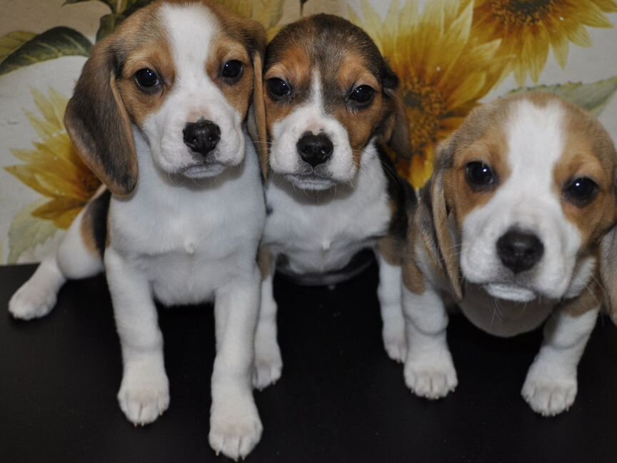 Щенки бигль