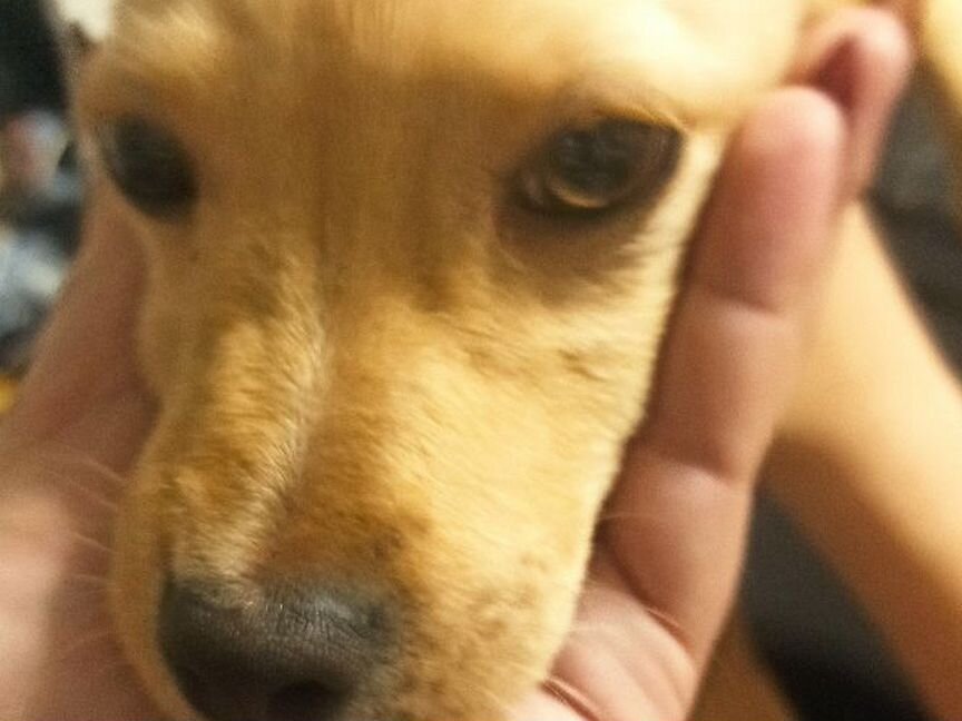 Собака в добрые руки отдам бесплатно