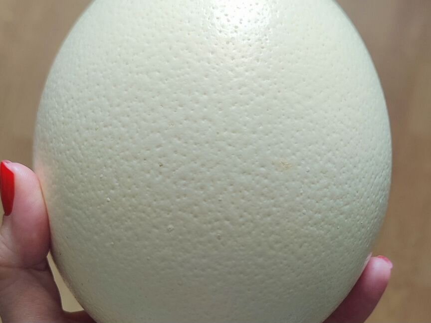 Страусиное яйцо скорлупа