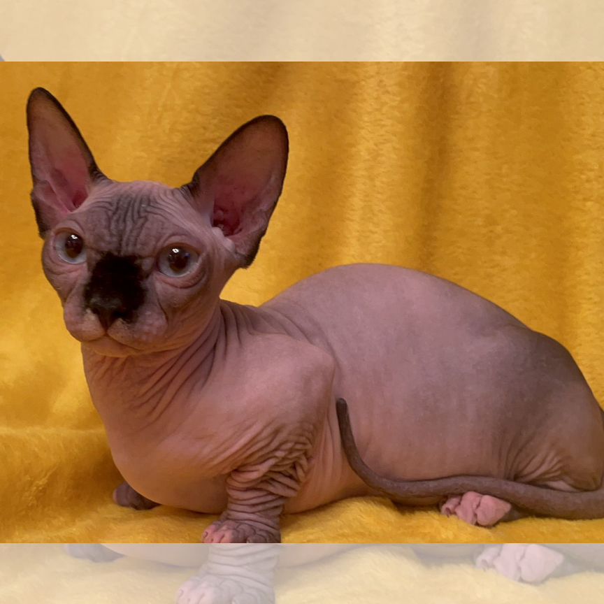 Бамбино, взрослая кошка