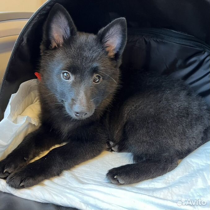 Схипперке щенок