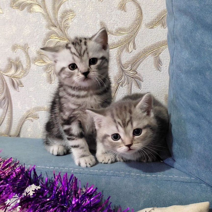 Милые ласковые малыши благородной шотландской поро