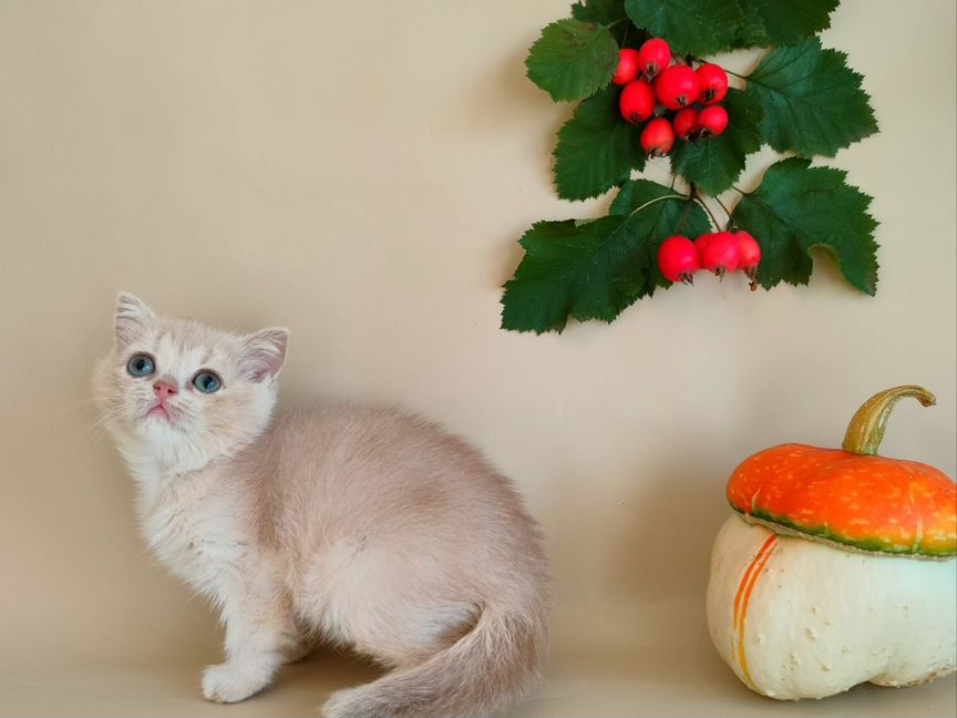 Лиловая золотая завуалированная шиншилла девочка