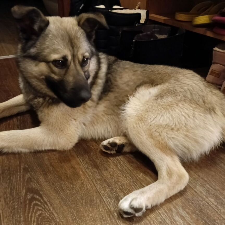 Щенок в добрые руки