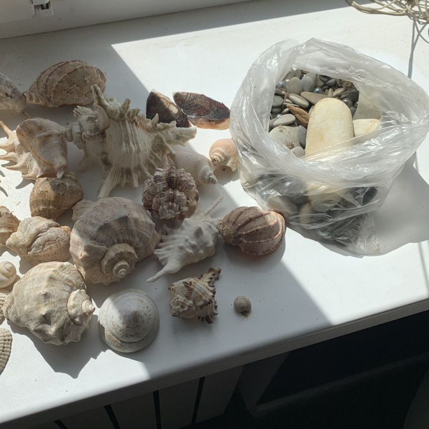 Морские ракушки и камушки