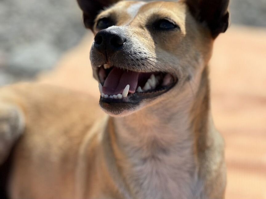 Собака Джинджер ищет дом